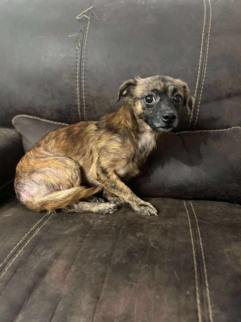 Tayo – Missing Critters