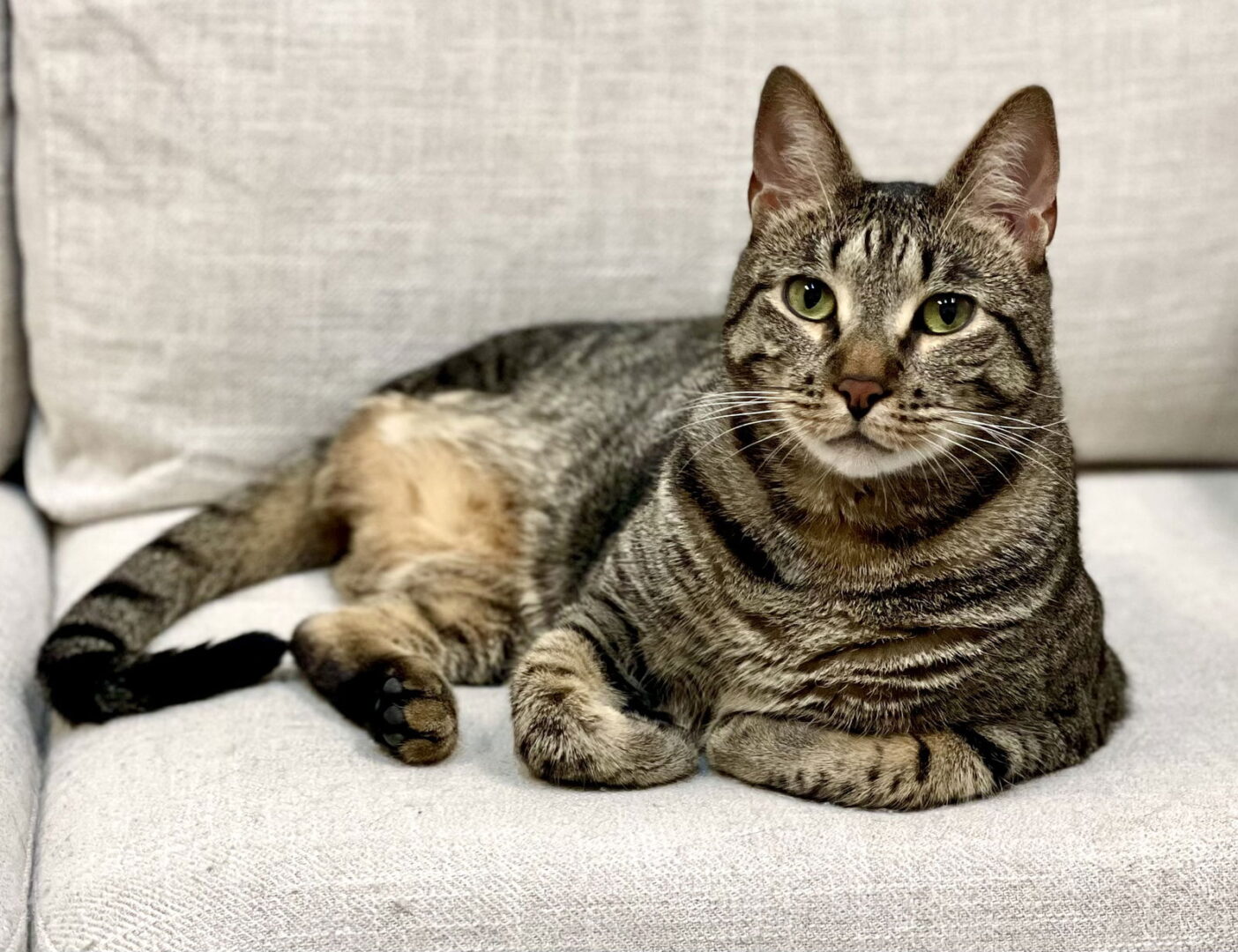 Monkey D. Luffy – Missing Critters